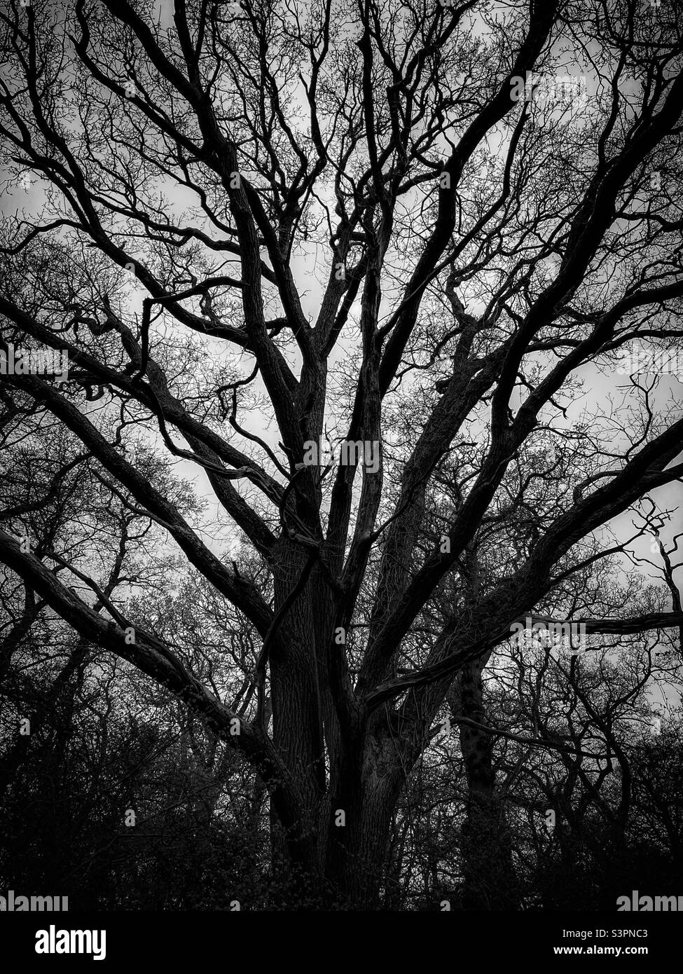 Black and white tree against the sky hi-res stock photography and ...