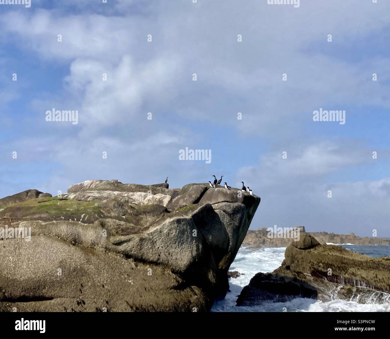Wild seabirds on outcrop of rocks, Isles of Scilly, British Isles Stock ...