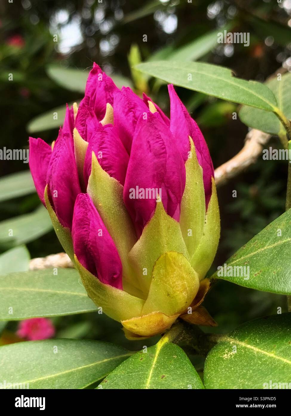 Catawba rhododendron plant Stock Photo - Alamy