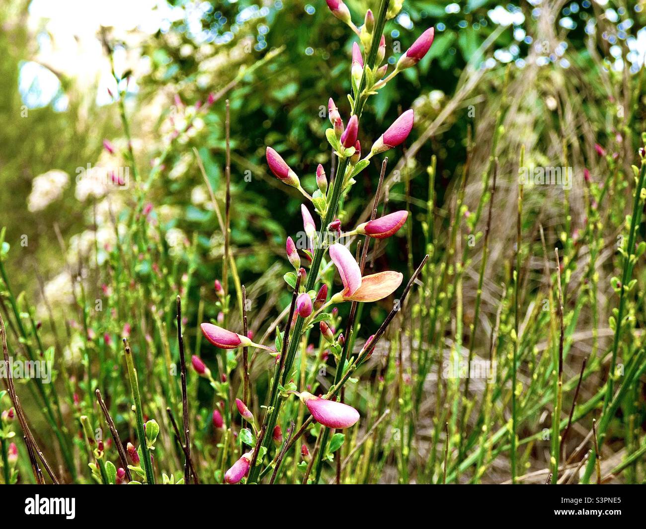 French plant hi-res stock photography and images - Alamy