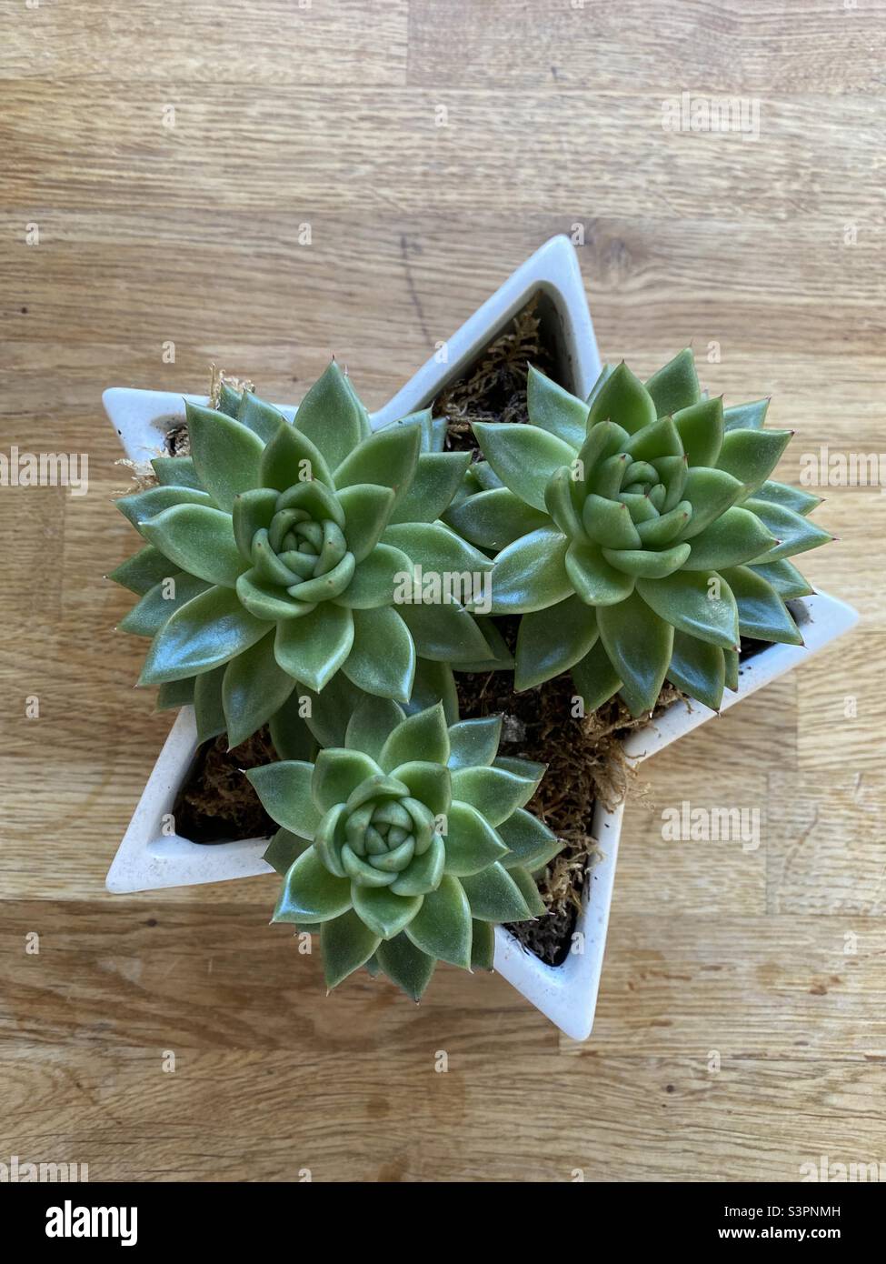 Star shaped plants hi-res stock photography and images - Alamy