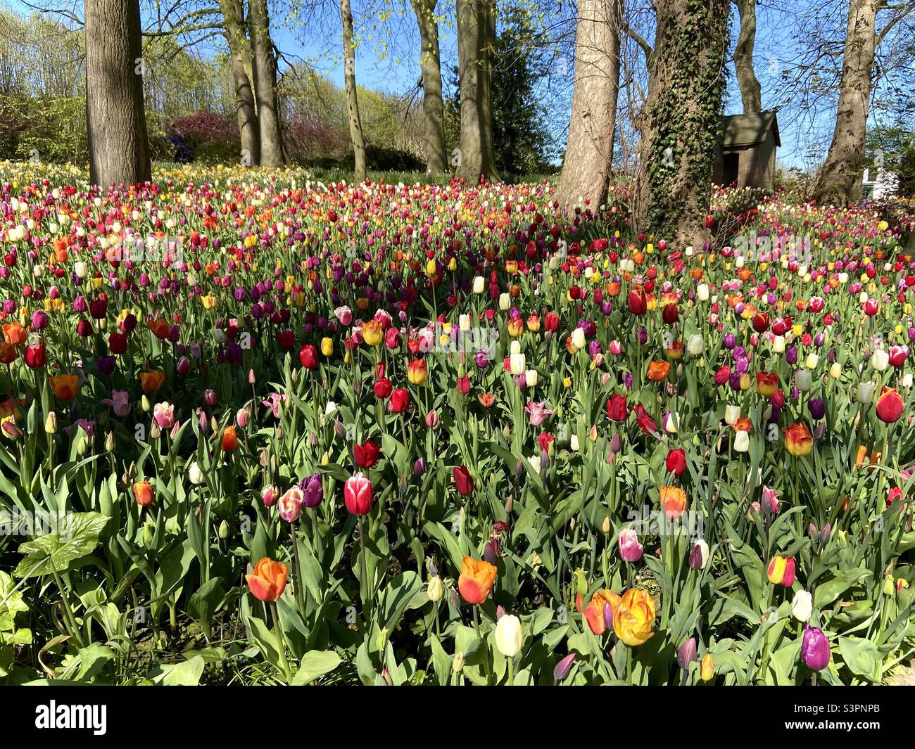 Tulips in nature hi-res stock photography and images - Alamy