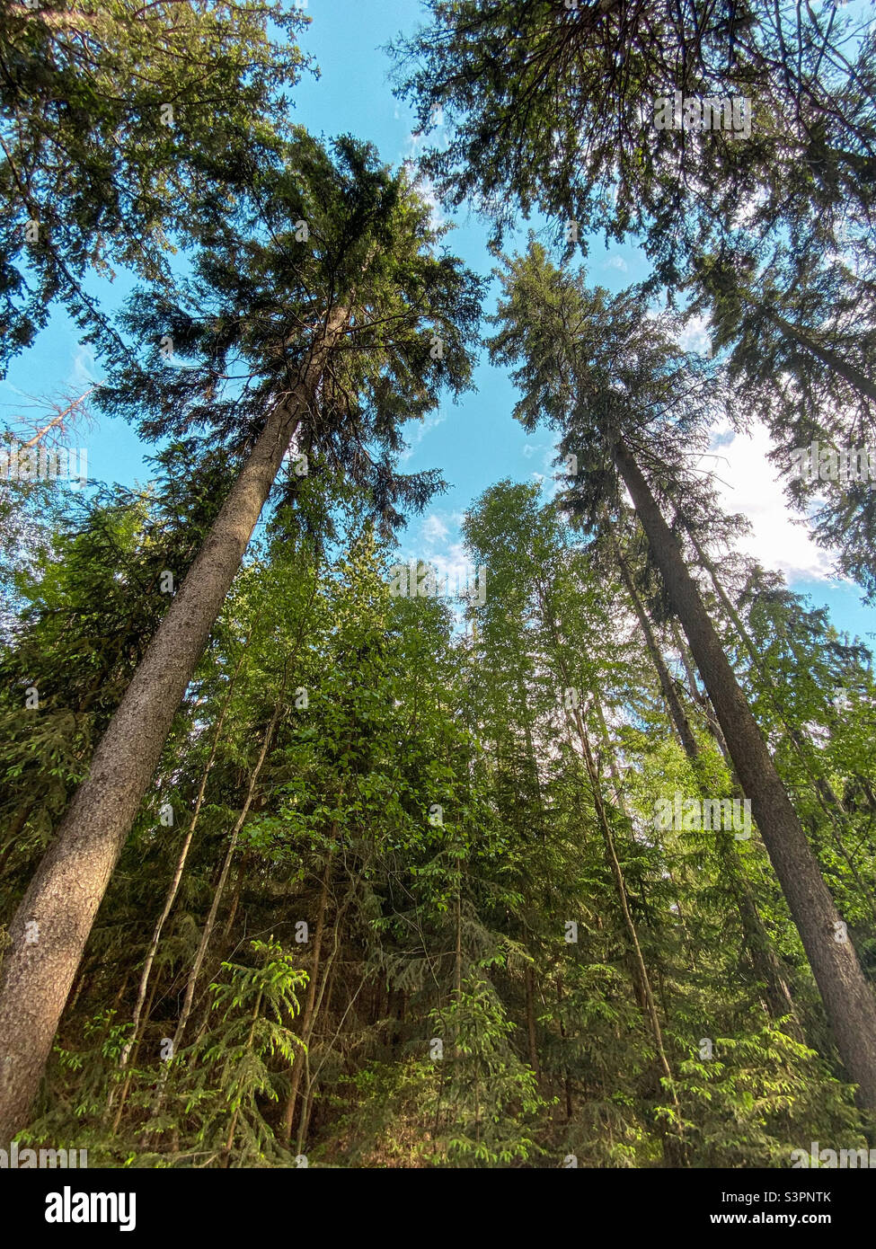 Pine trees and mountains hi-res stock photography and images - Alamy