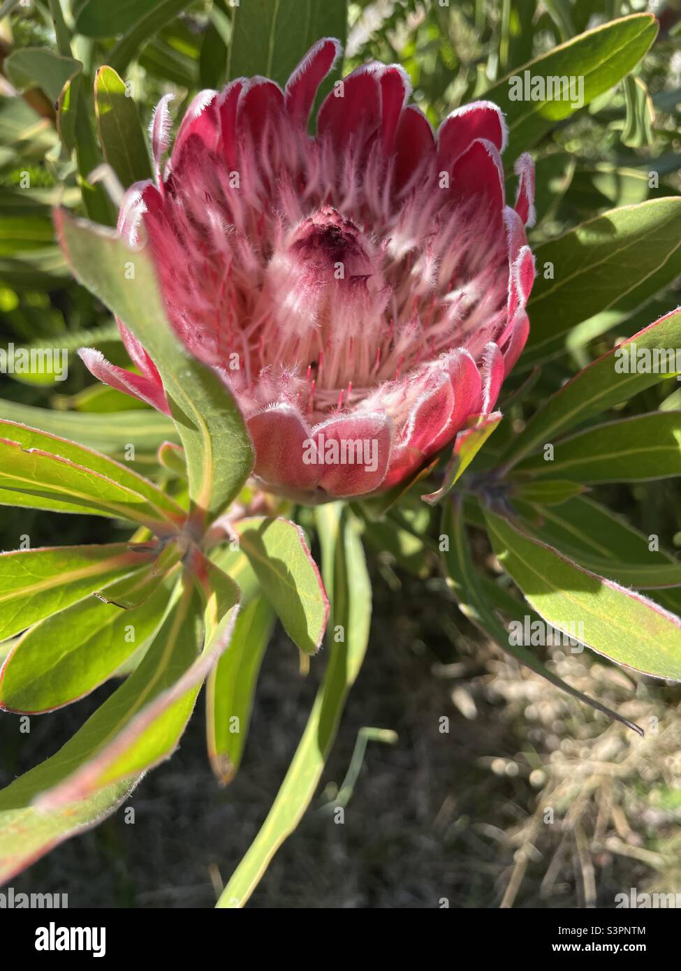 Fynbos flower hi-res stock photography and images - Alamy