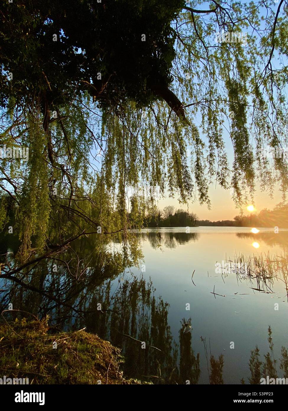 Willow hanging over river hi-res stock photography and images - Alamy