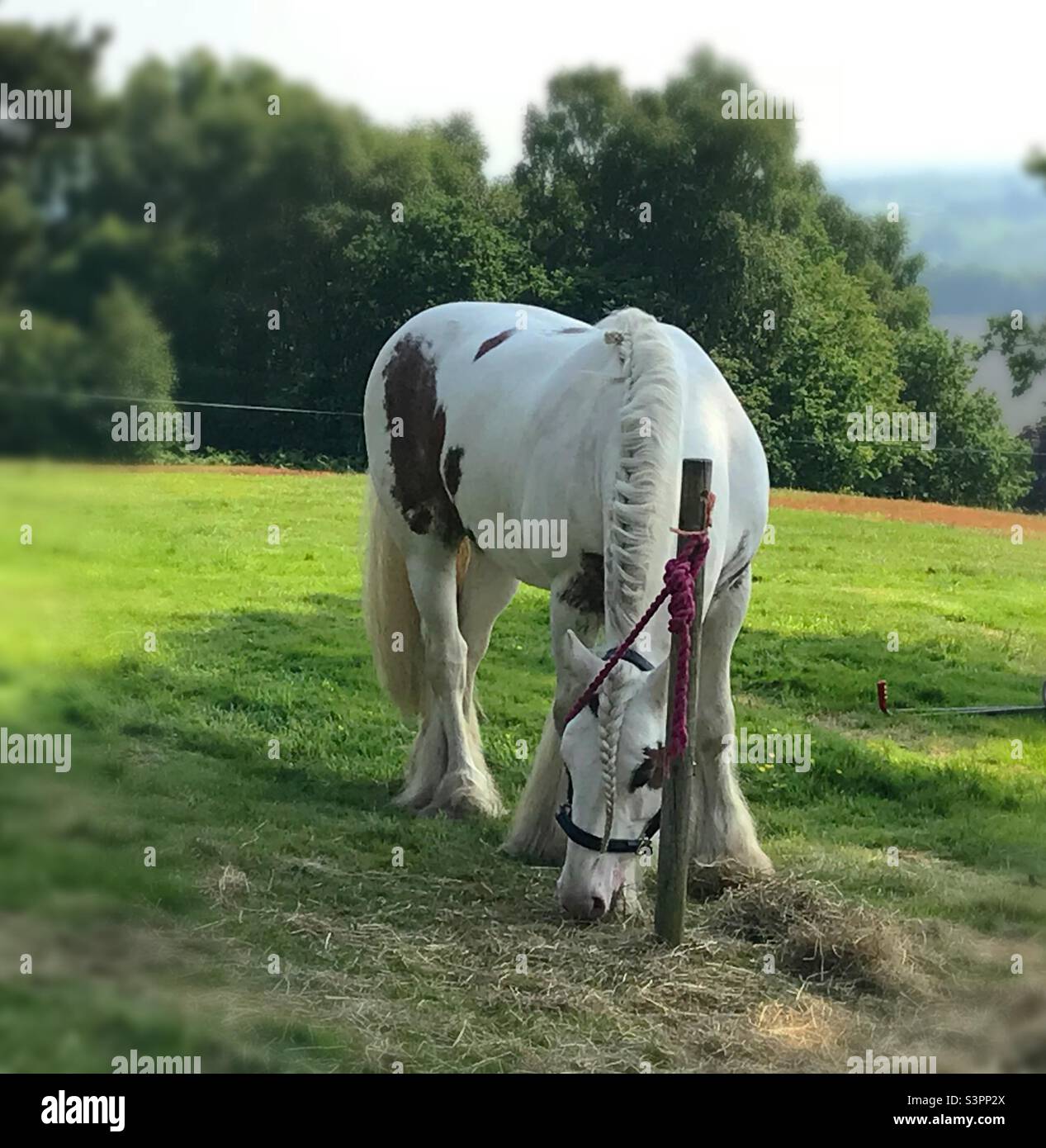 Plaited grass hi-res stock photography and images - Alamy