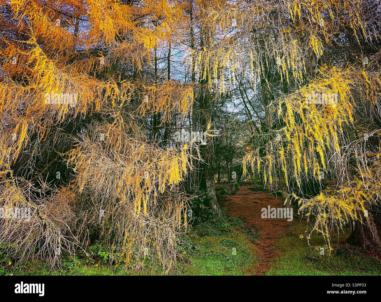 Path through willow trees hi-res stock photography and images - Alamy