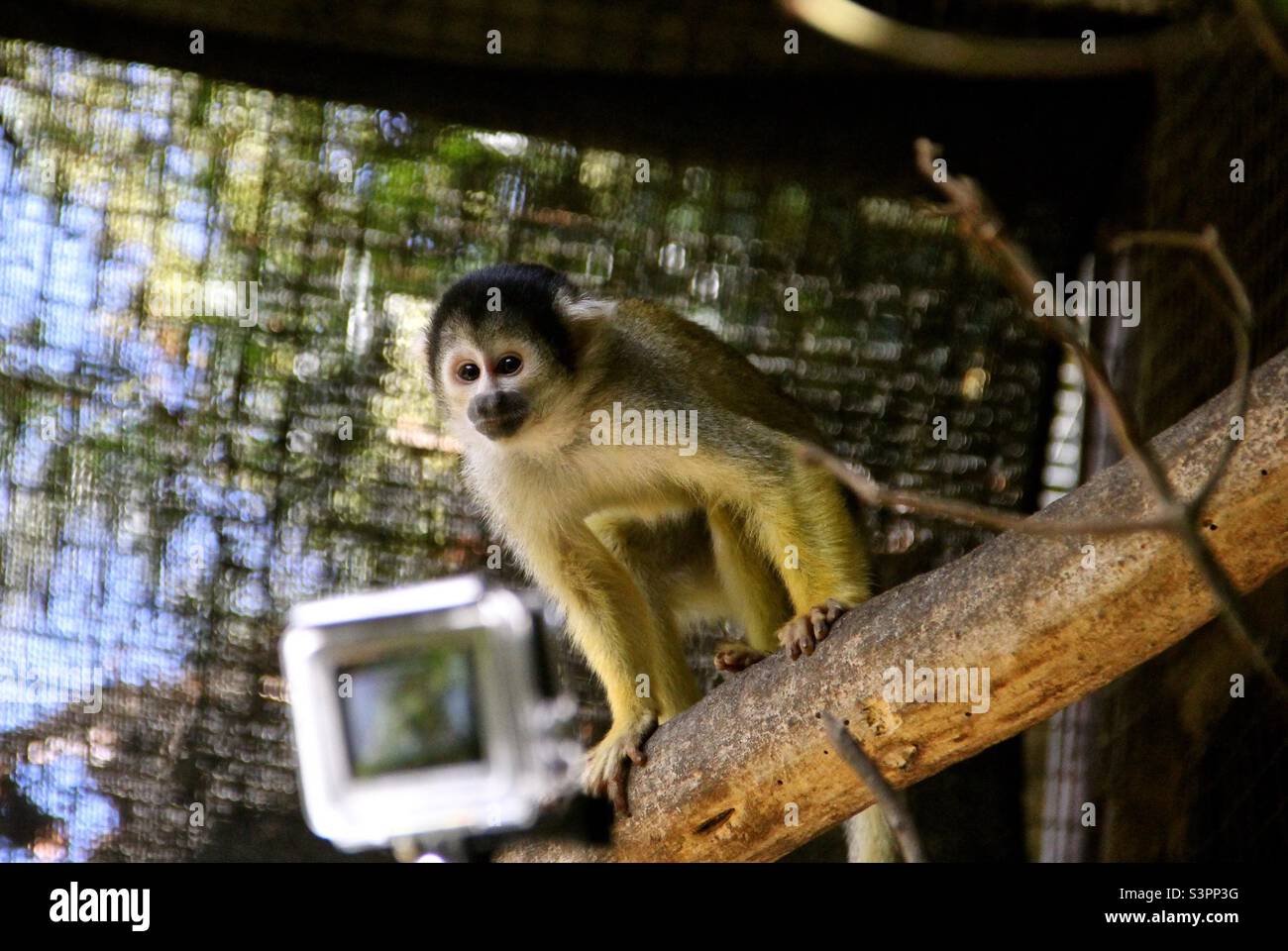 Monkey posing hi-res stock photography and images - Alamy