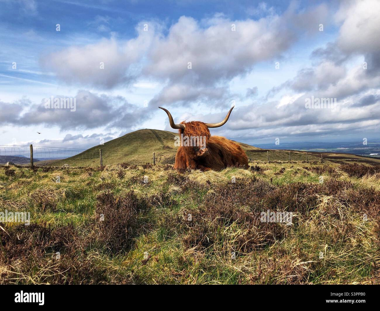 Highland Cow lying down enjoying the sun in the Pentlands Regional Park ...