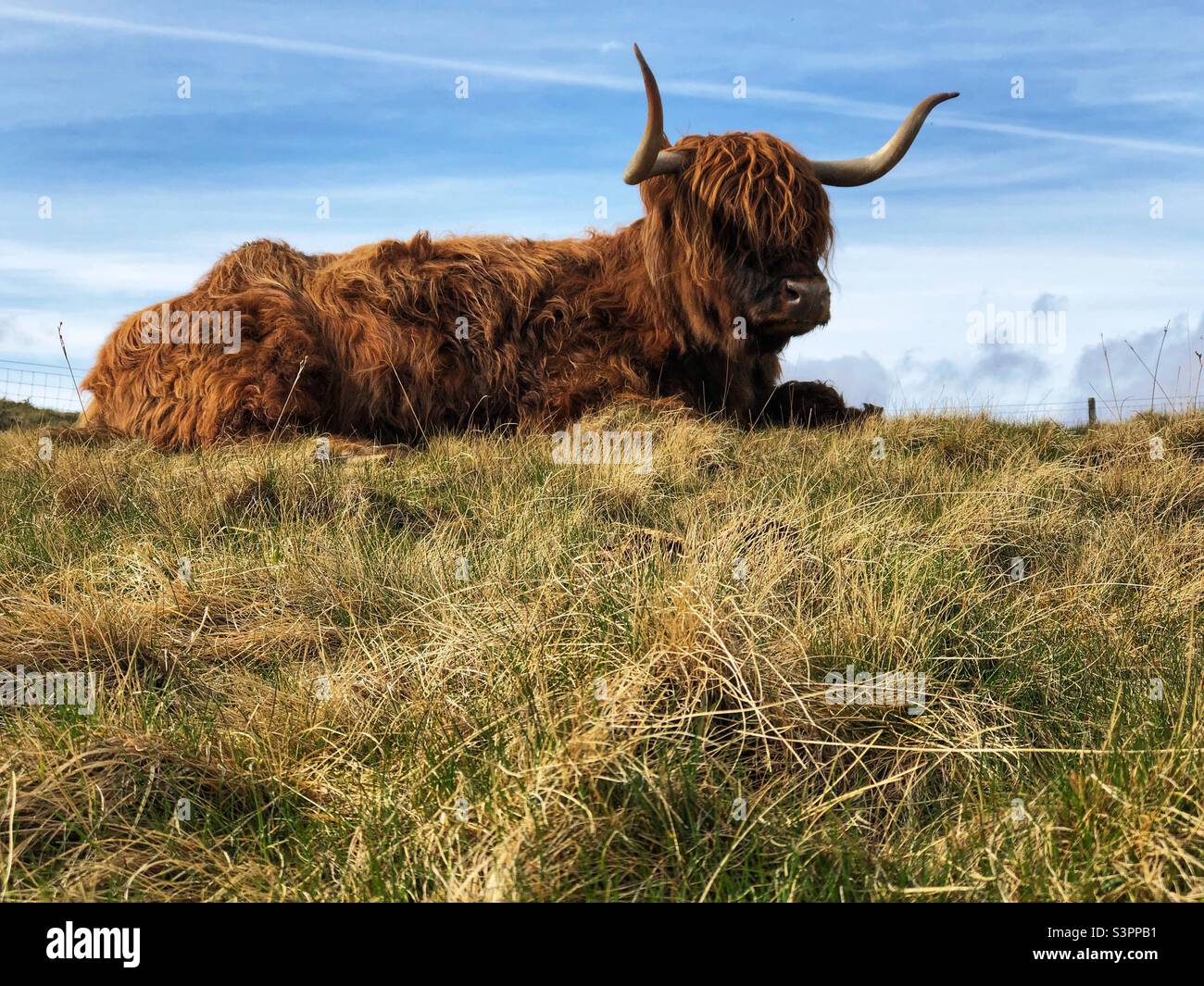 Cow lying down hi-res stock photography and images - Alamy