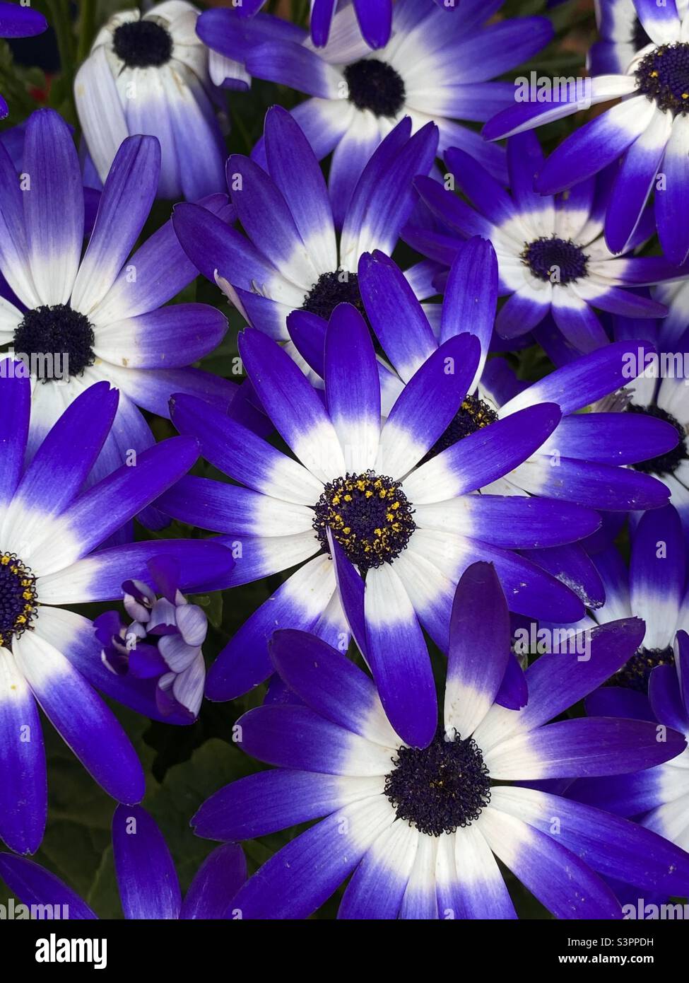 Senetti Duo Colour Stock Photo - Alamy