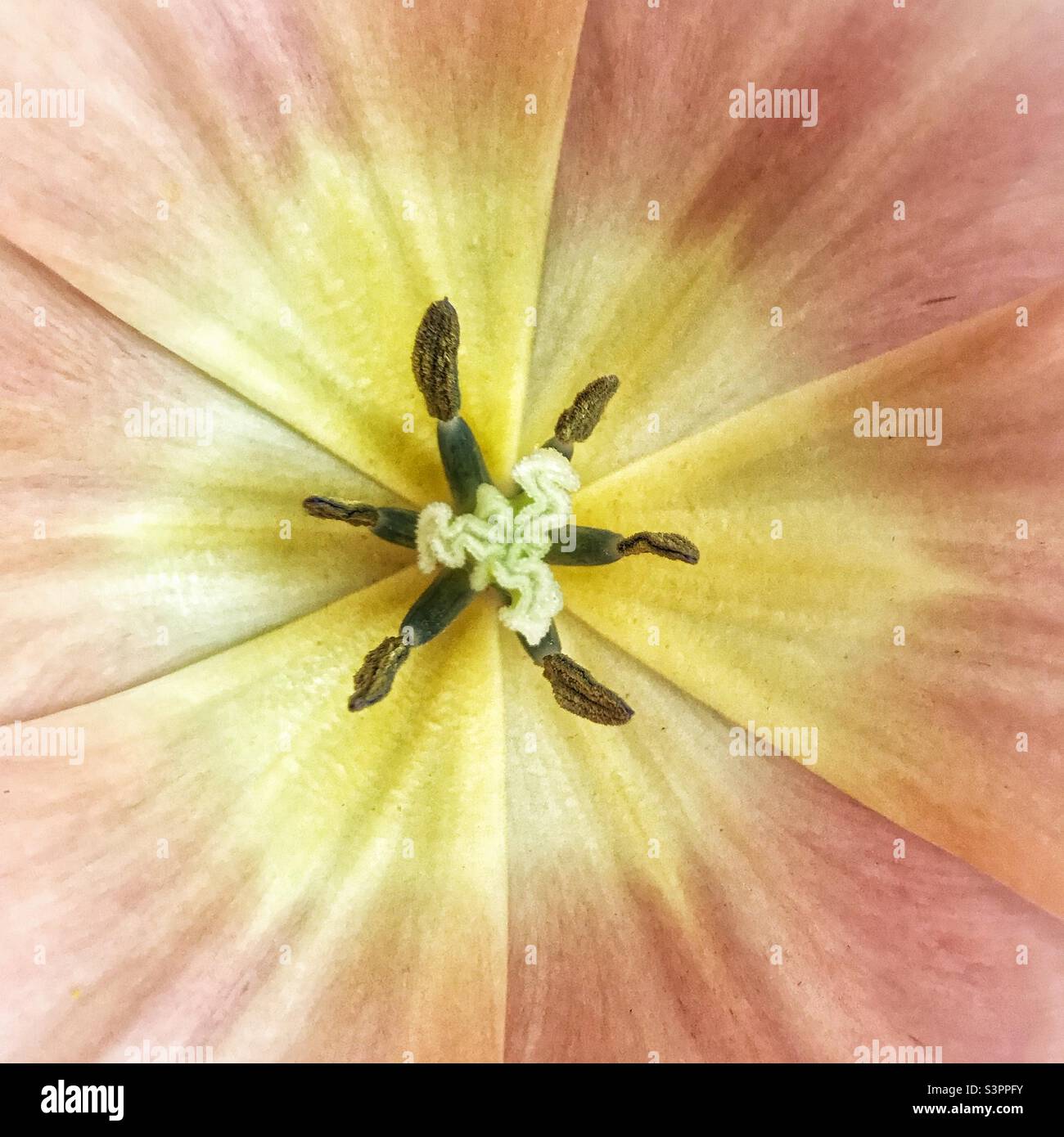 Macro of tulip stamen Stock Photo - Alamy
