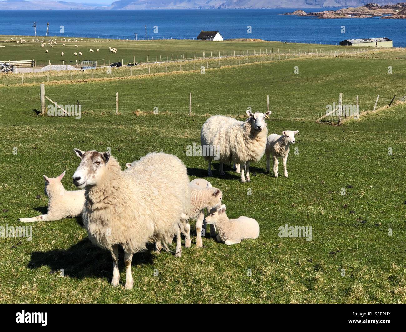 Spring Lambs on the Isle of Iona, Scotland Stock Photo - Alamy