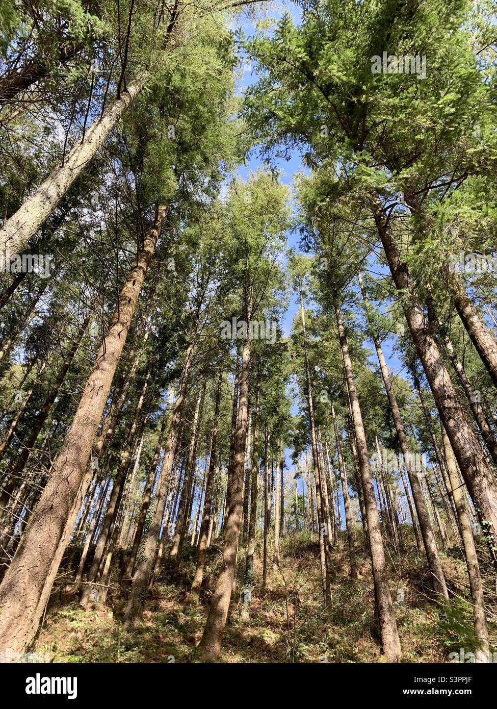 Tall forest trees hi-res stock photography and images - Alamy