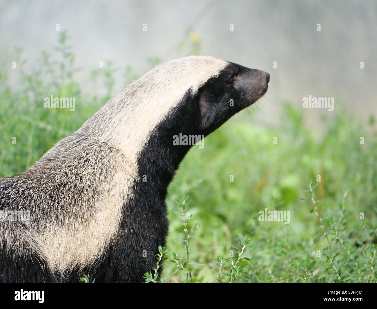 Mammal ratel honey badger hi-res stock photography and images - Alamy