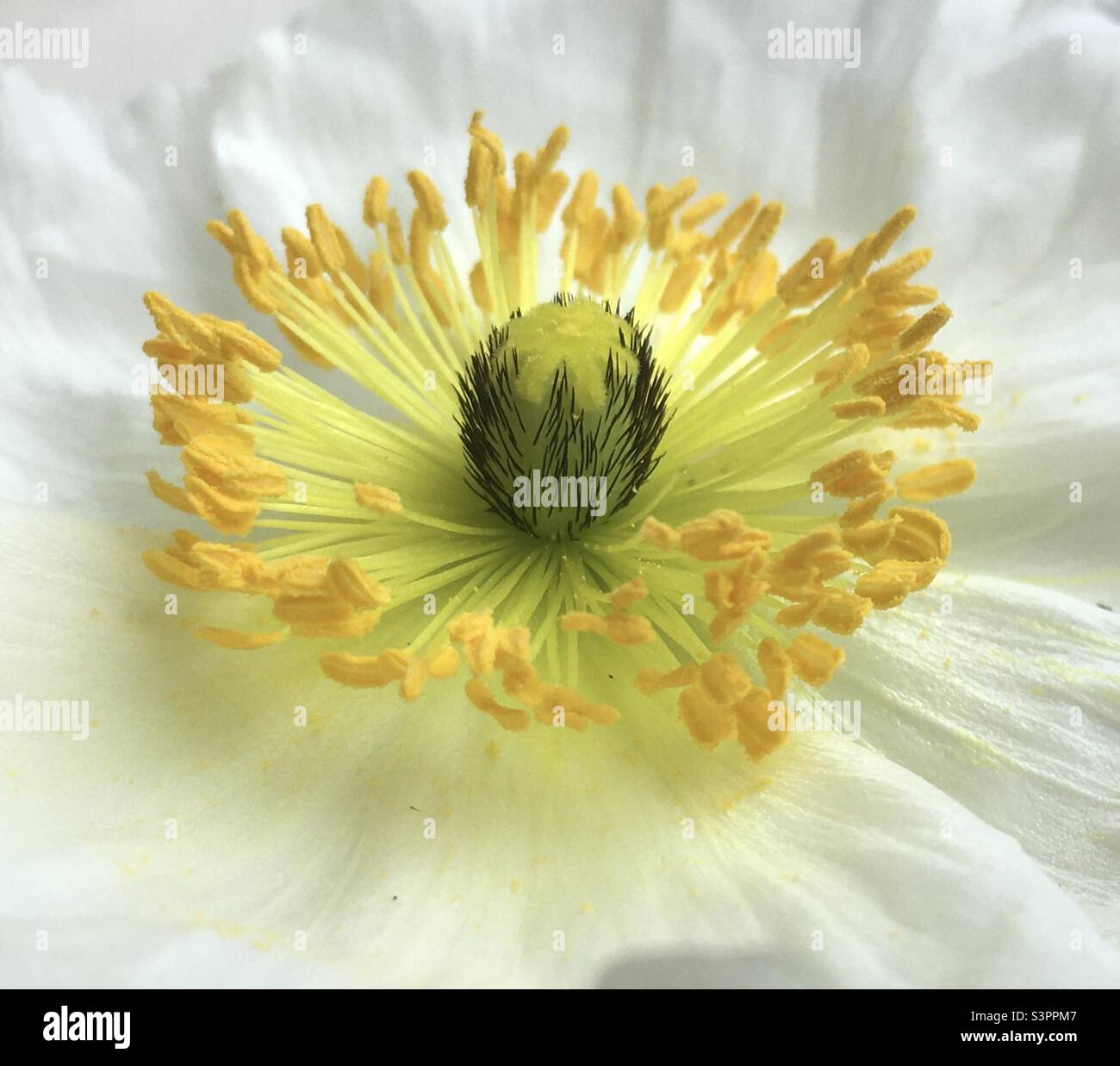 White awe hi-res stock photography and images - Alamy