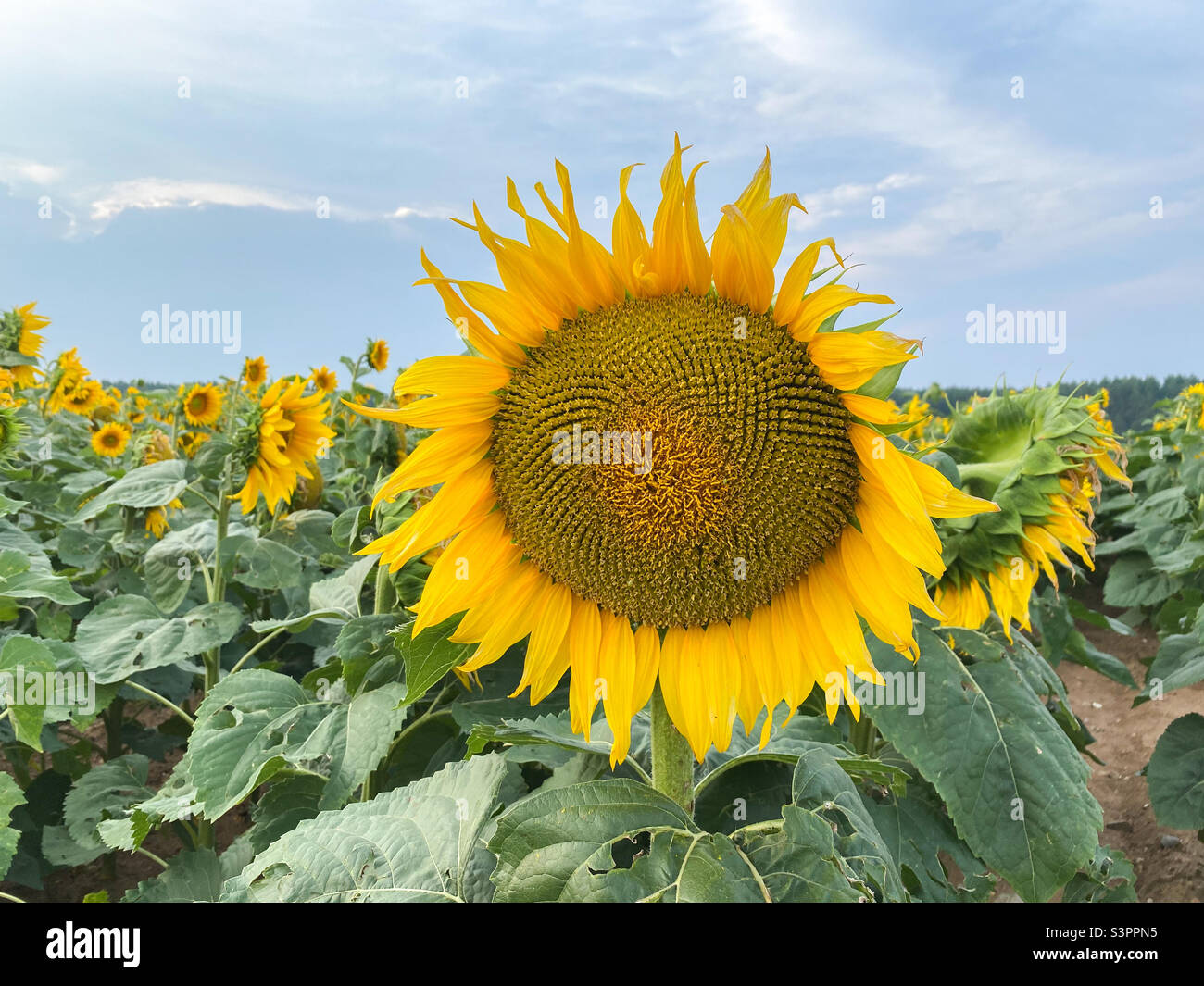 Beautiful yellow sunflower on a sunflower field close-up. Yellow ...