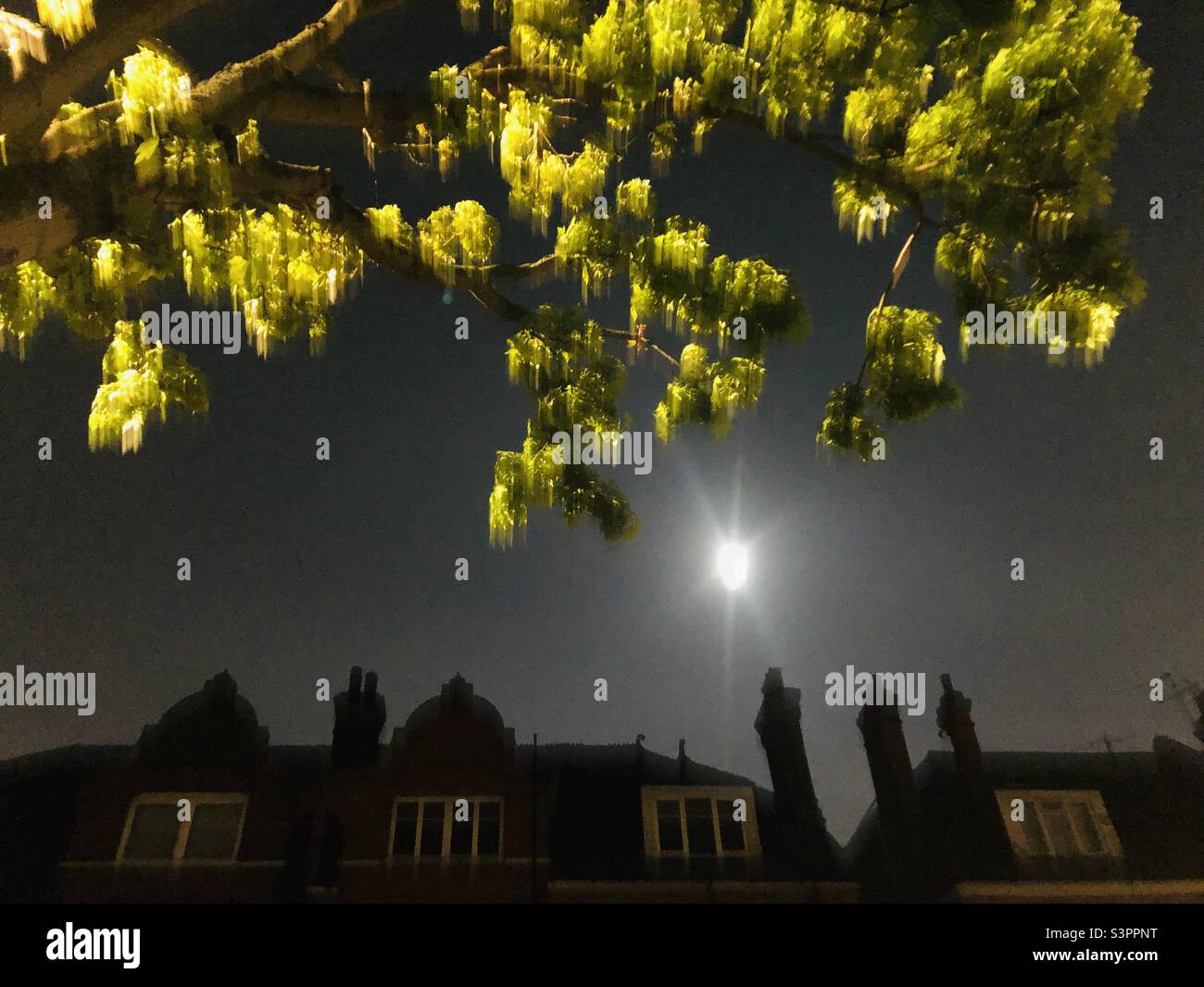 Leaves on a tree moonlights and roofs Stock Photo - Alamy