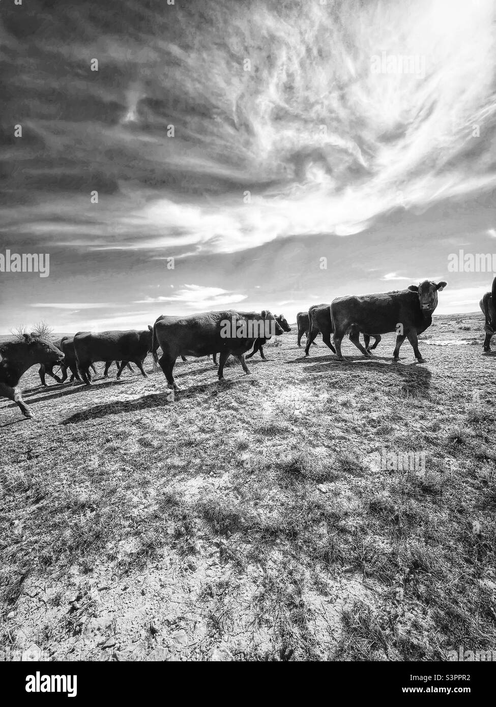 Open range cattle Black and White Stock Photos & Images - Alamy