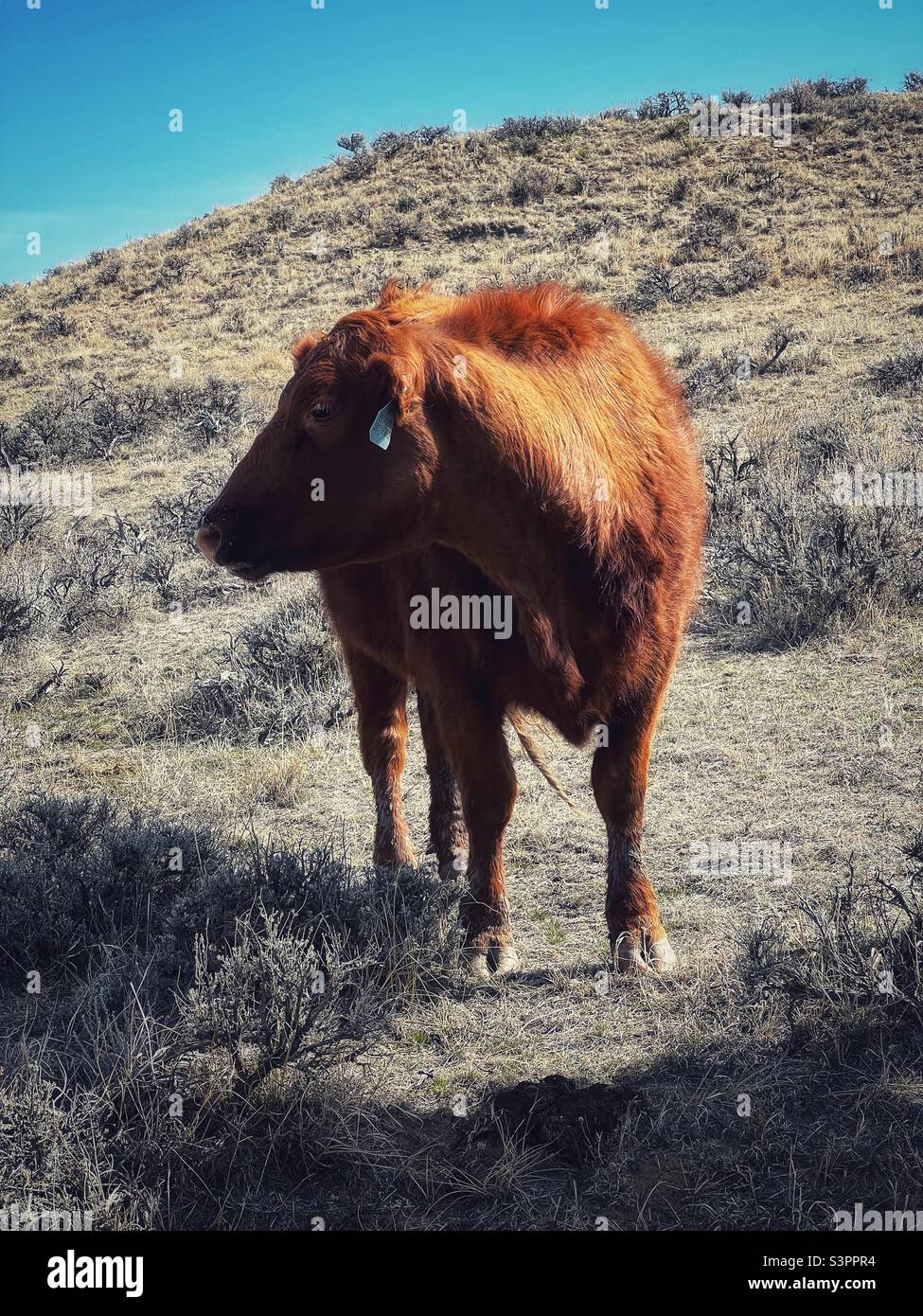 The Lone Cow Stock Photo - Alamy