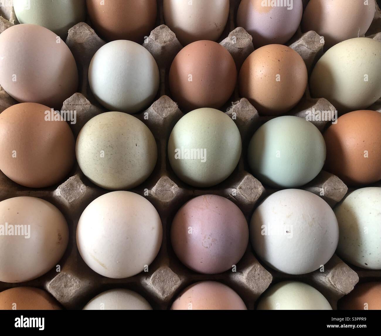Native egg hi-res stock photography and images - Alamy
