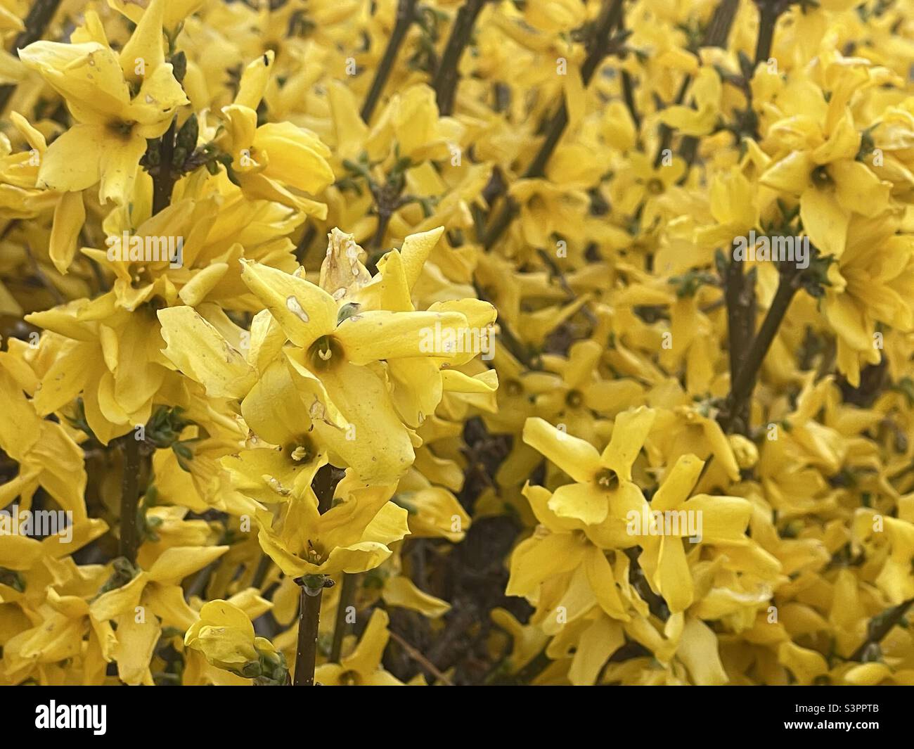 Beautiful yellow Forsythia blooms on a Forsythia bush in a yard in Utah ...