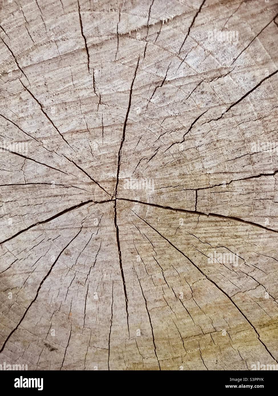 Cross section of tree trunk Stock Photo - Alamy