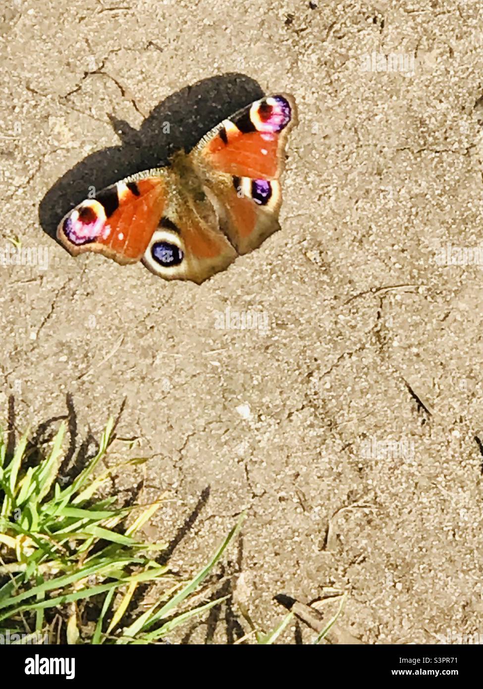 The spectacular pattern of eyespots evolved to confuse predators hi-res ...