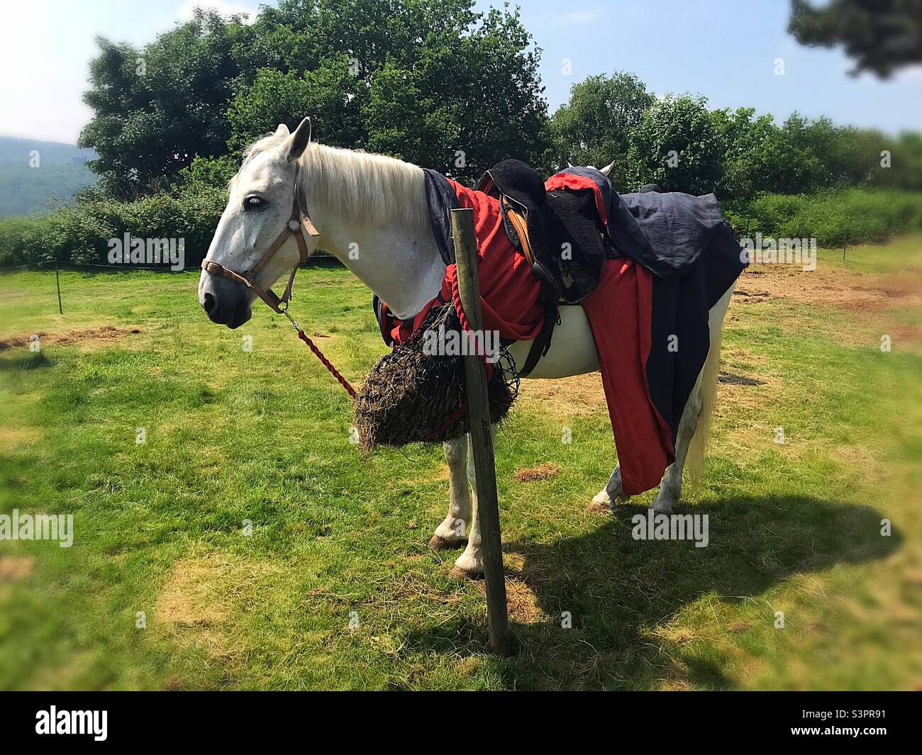 Medieval horse hi-res stock photography and images - Alamy