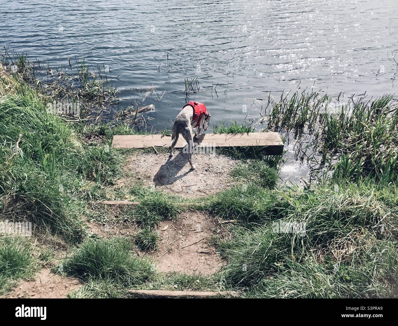 Whippet water hi-res stock photography and images - Alamy