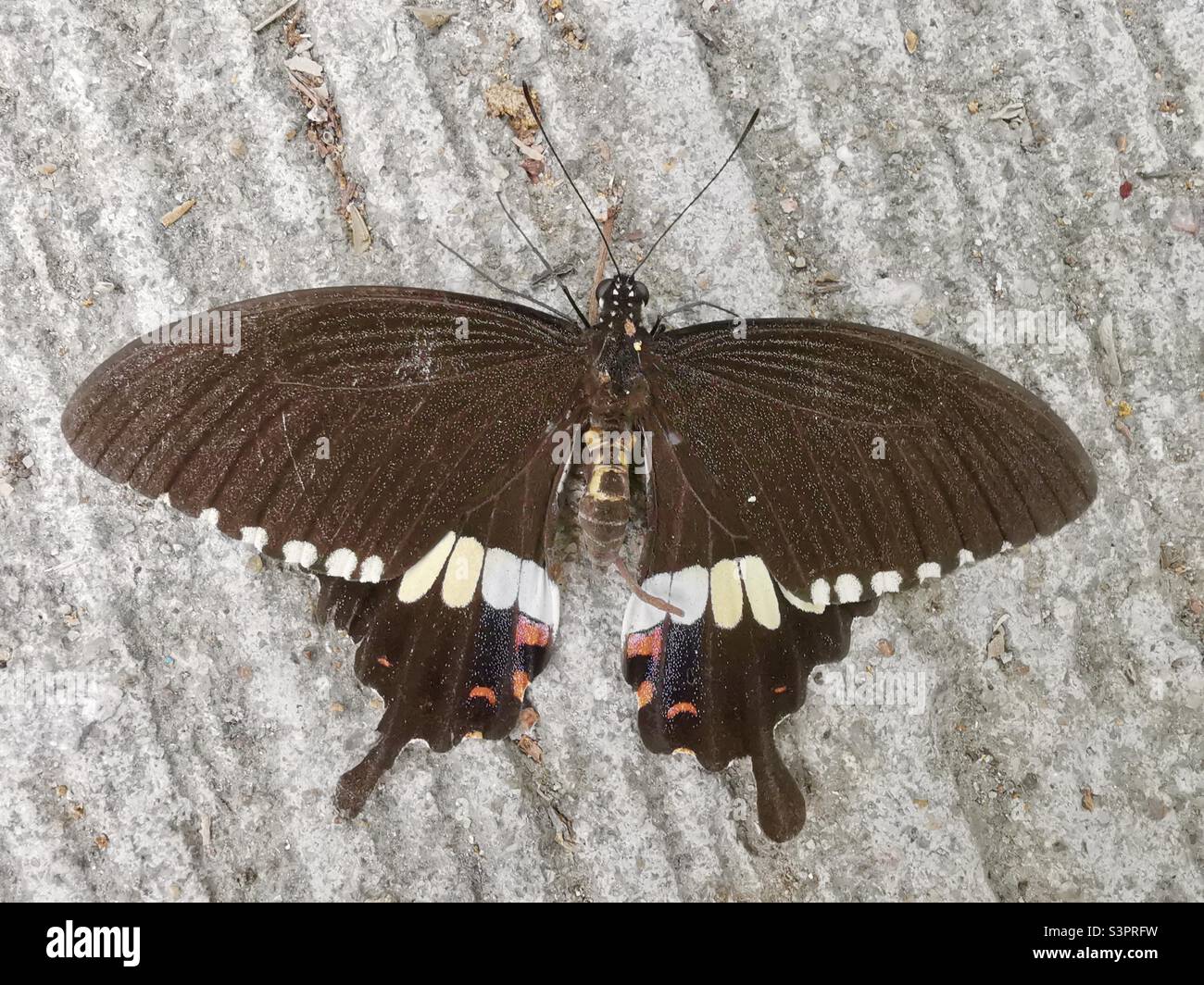 A Common Mormon butterfly Stock Photo - Alamy