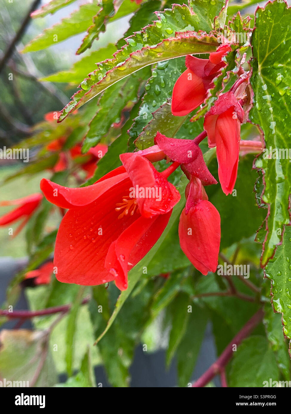 Bright and colorful begonia flower blossoms Stock Photo - Alamy