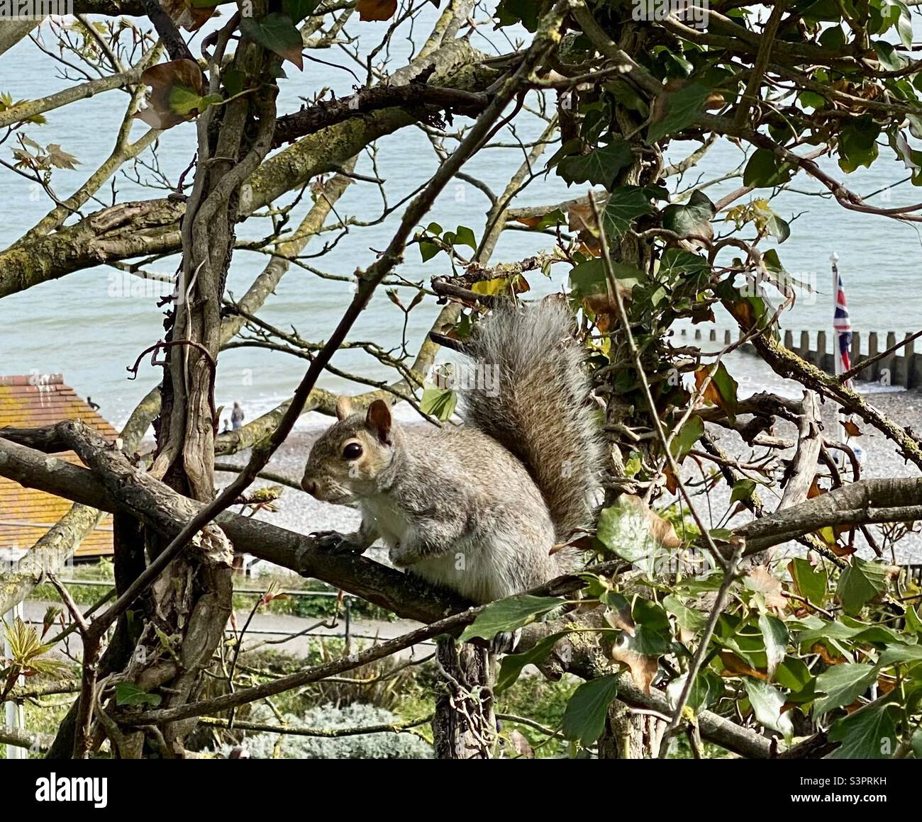 Grey squirrel tree hi-res stock photography and images - Alamy