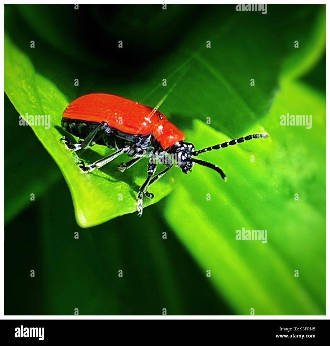 Red Lily beetle Stock Photo - Alamy