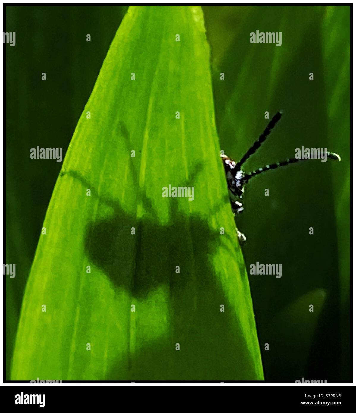Insect shadow hi-res stock photography and images - Alamy