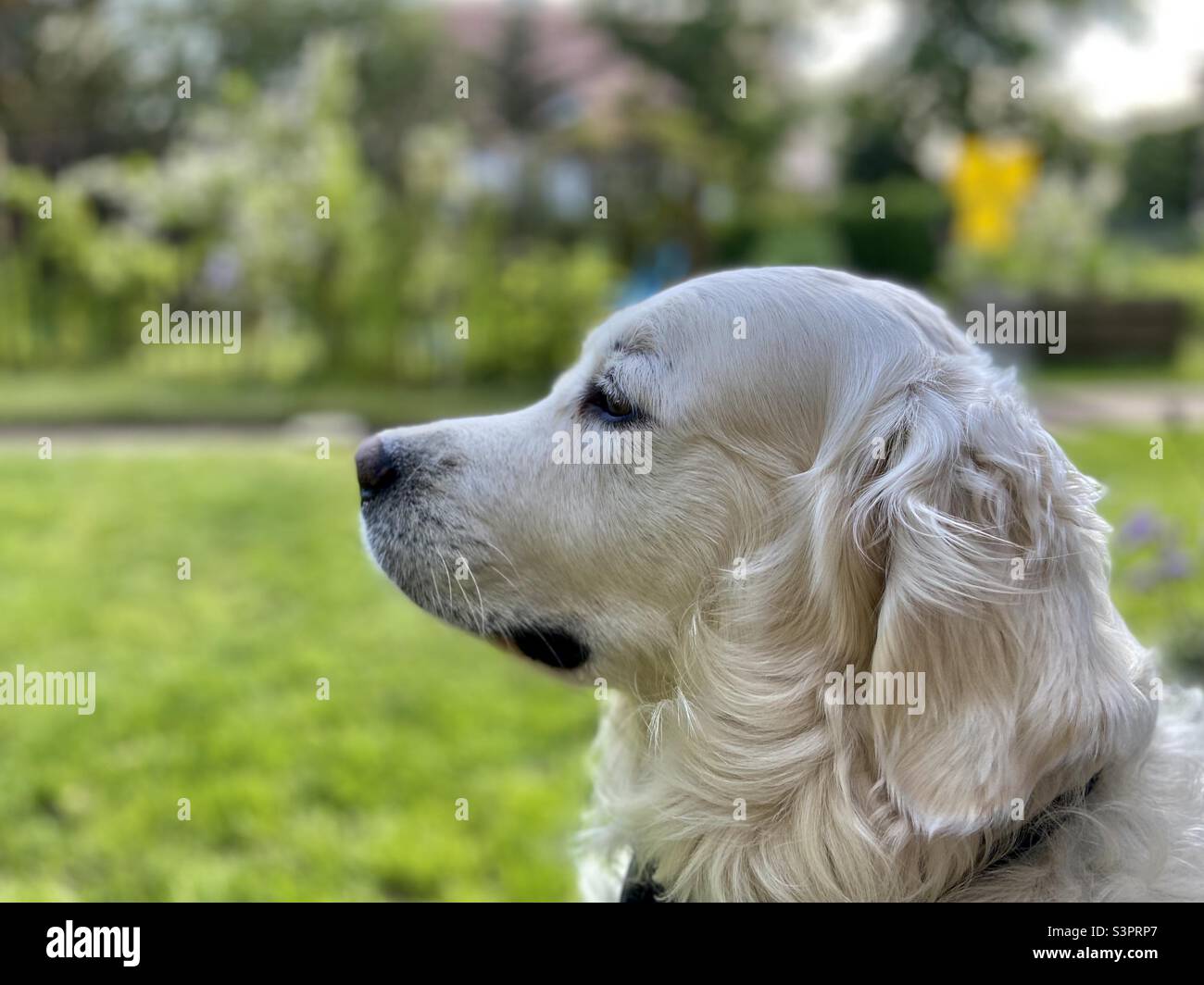 Dog dream hi-res stock photography and images - Alamy