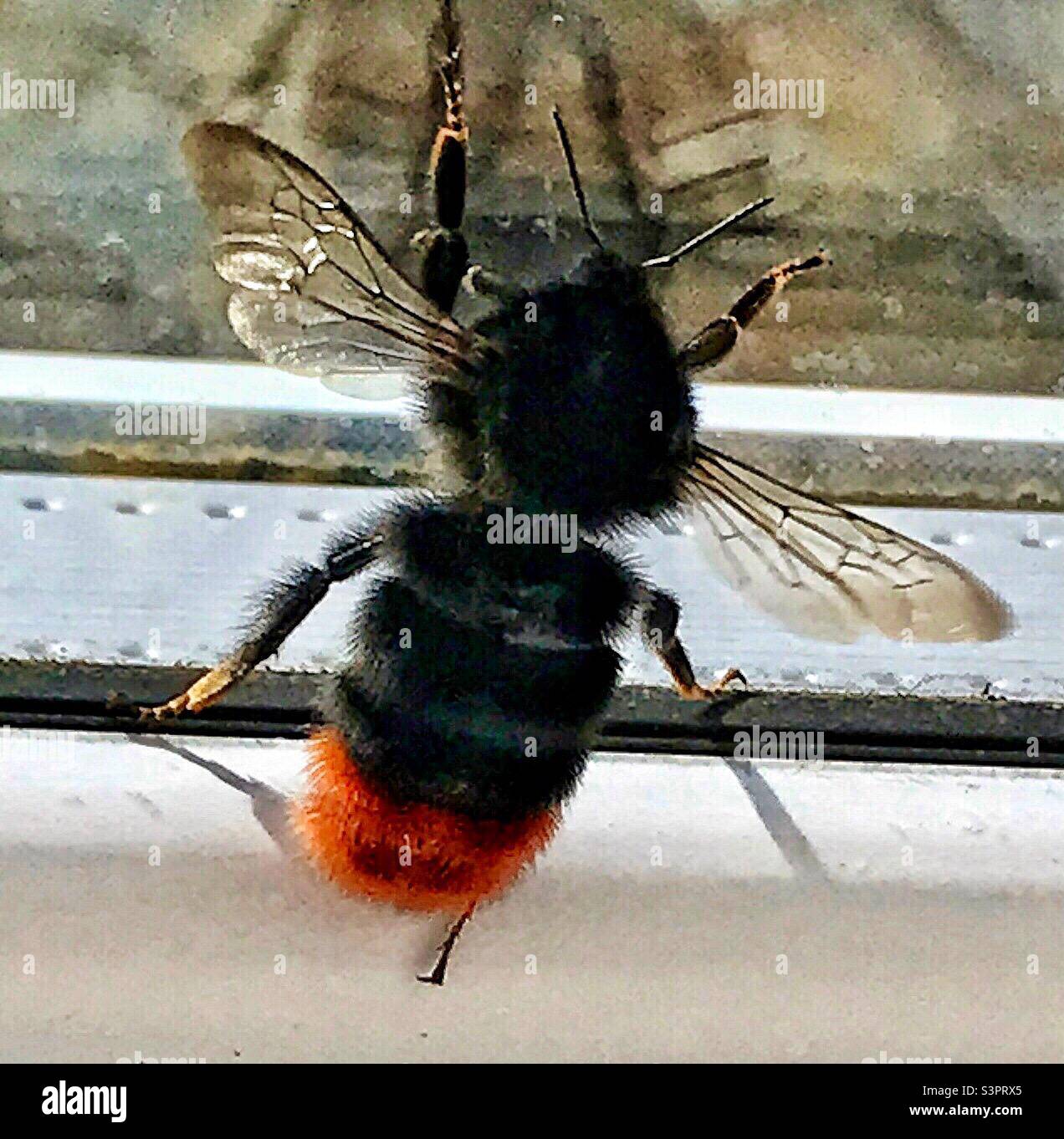 A red-tailed bumblebee (Bombus lapidarius), confused by a window pane ...