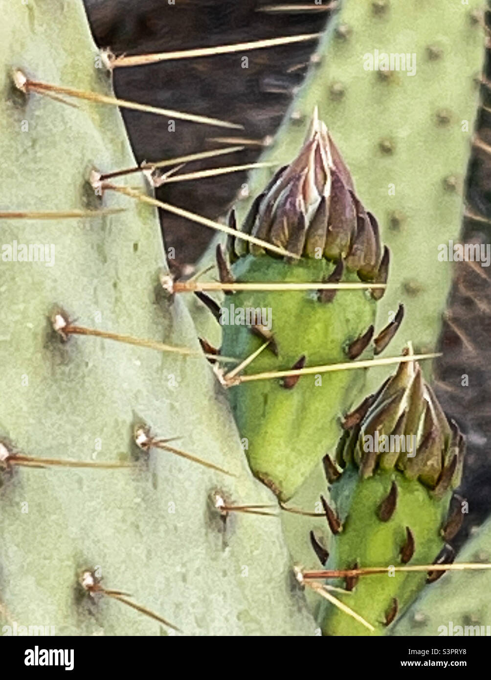 Closeup side view older prickly pear plant with new 2 new buds Stock ...