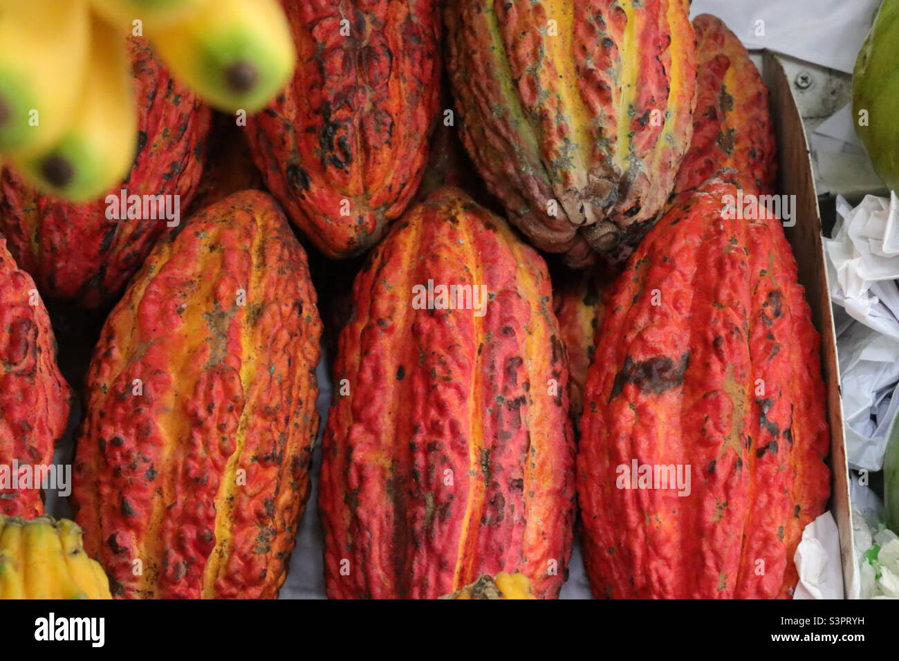 Cacau fruit hi-res stock photography and images - Alamy