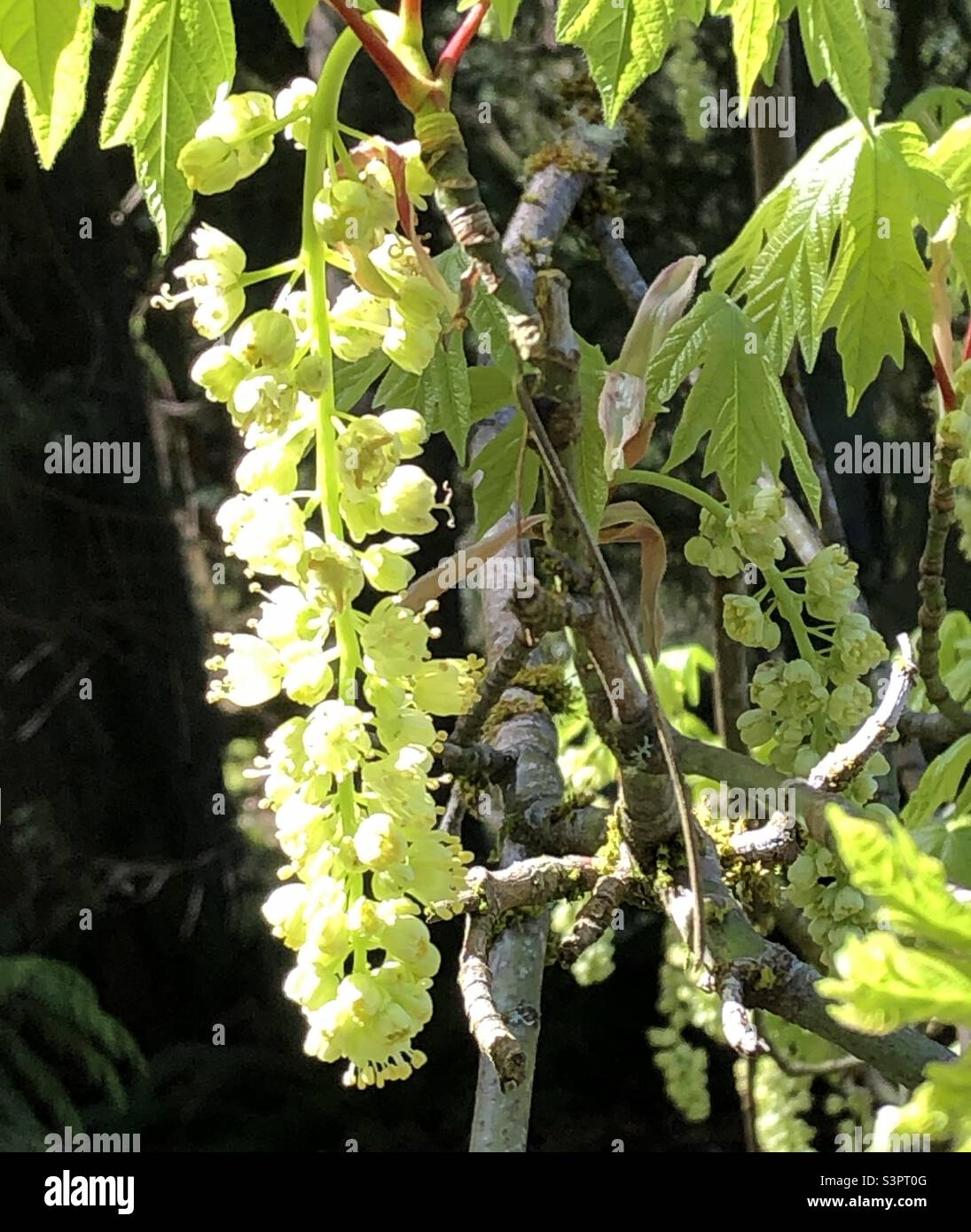 Blossoms of a large-leaf maple tree in the spring Stock Photo - Alamy