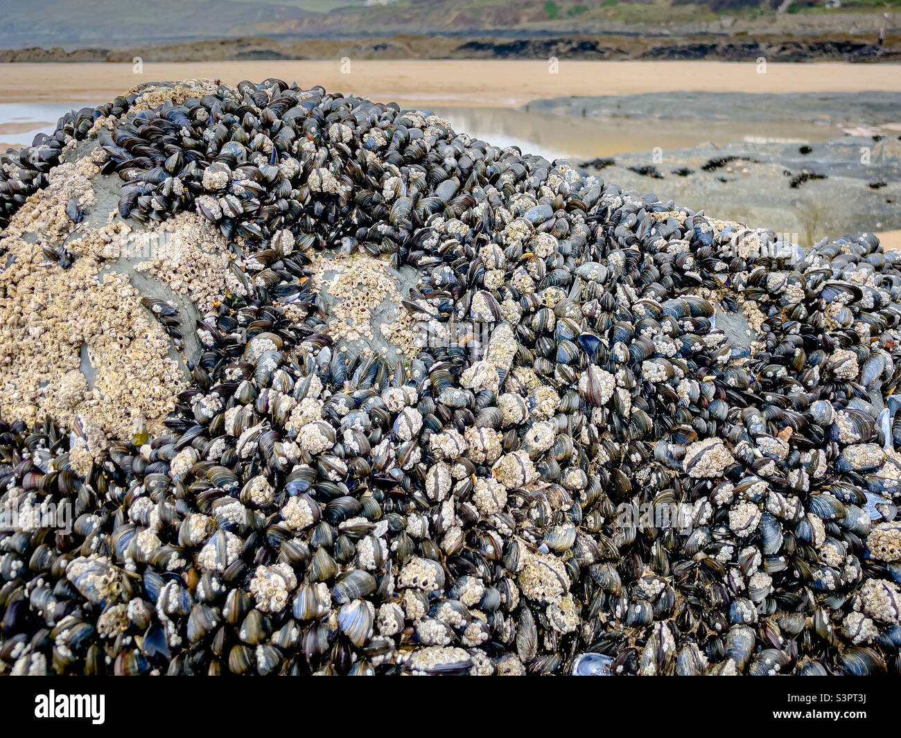 Bivalve molluscs attached to rocks on Saunton Sands beach, Devon, UK Stock Photo - Alamy