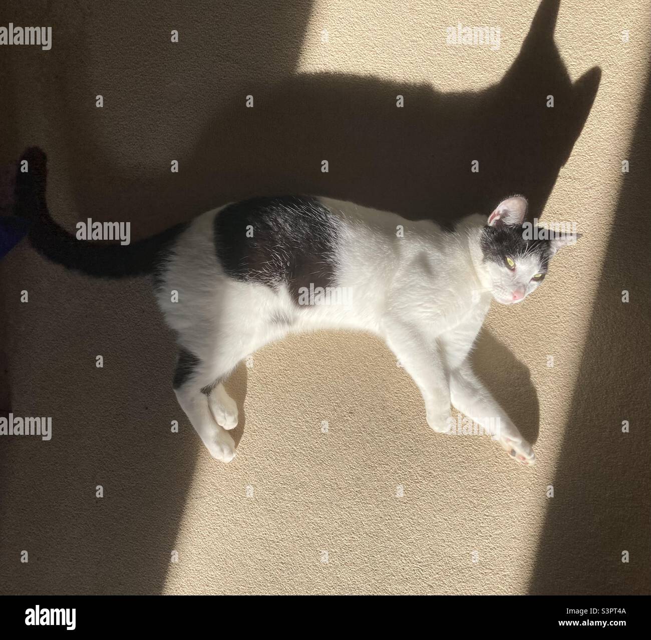 Cat and shadow, photograph taken from a high angle Stock Photo - Alamy