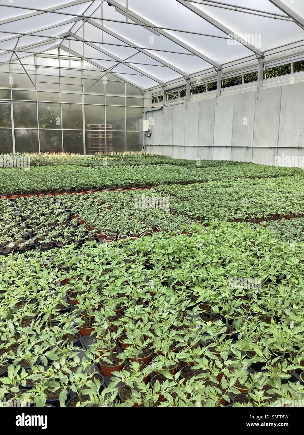 Plant for breeding hi-res stock photography and images - Alamy