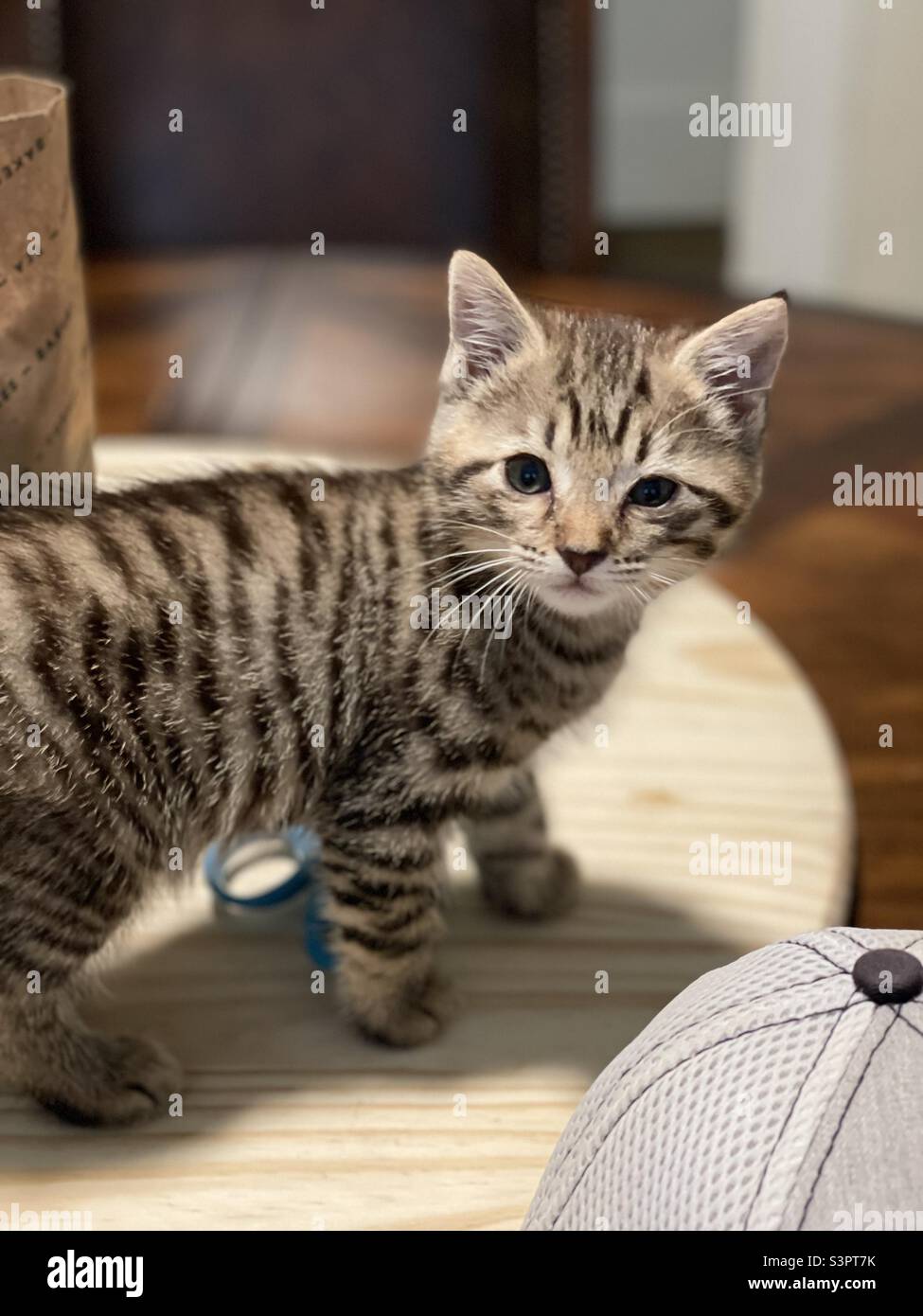 Sassy kitty hi-res stock photography and images - Alamy
