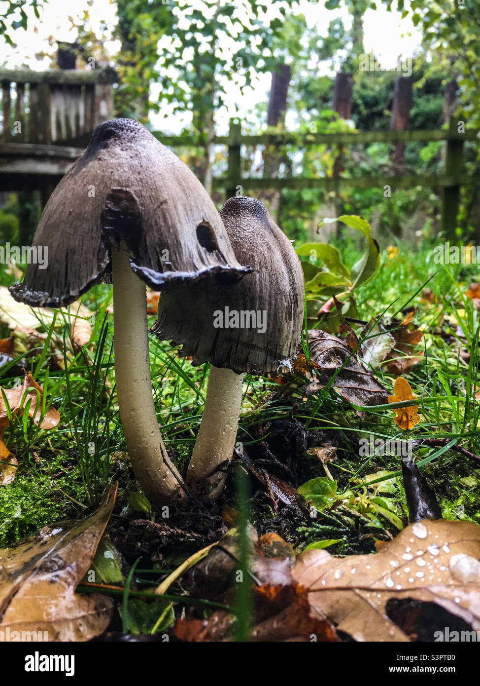Toadstools grass hi-res stock photography and images - Alamy