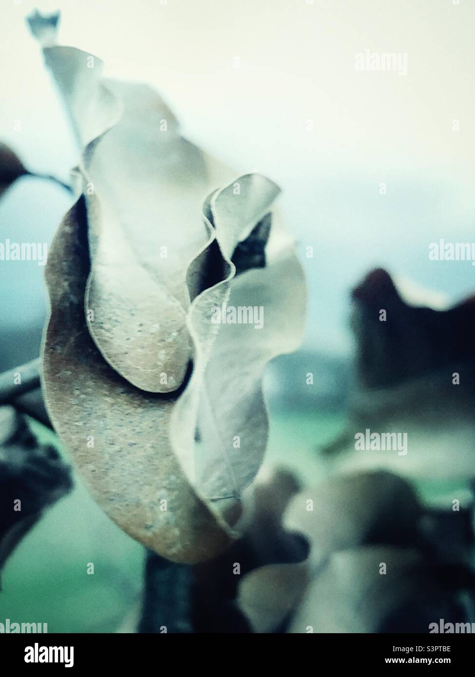 Curled leaves hi-res stock photography and images - Alamy