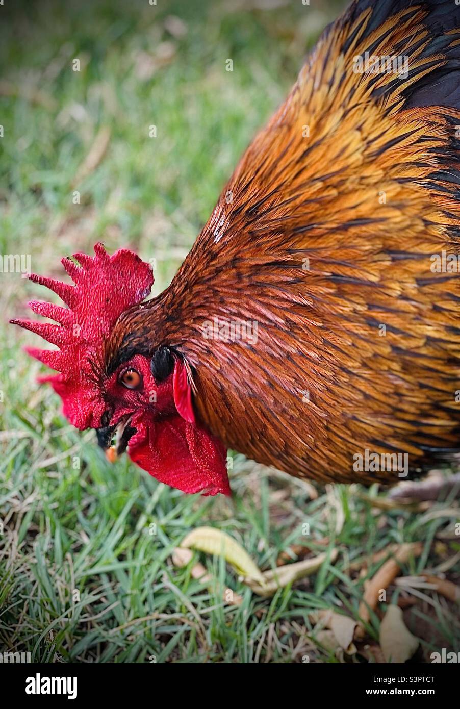 Orange rooster hi-res stock photography and images - Alamy
