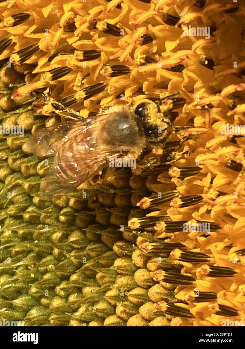 Working on a sunflower hi-res stock photography and images - Alamy