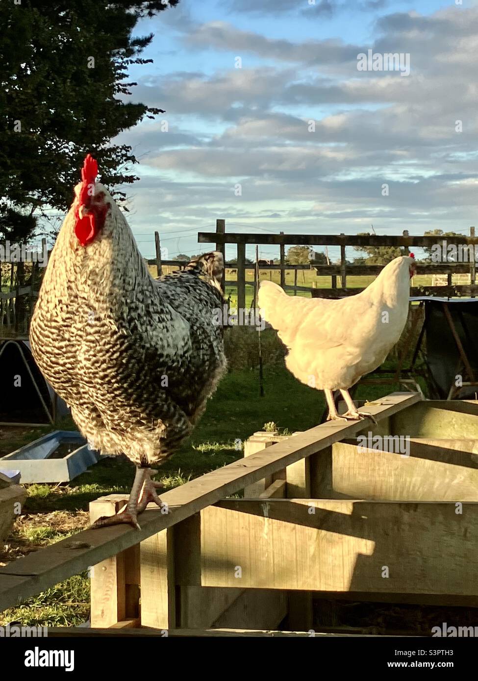 Proud rooster with hen hi-res stock photography and images - Alamy