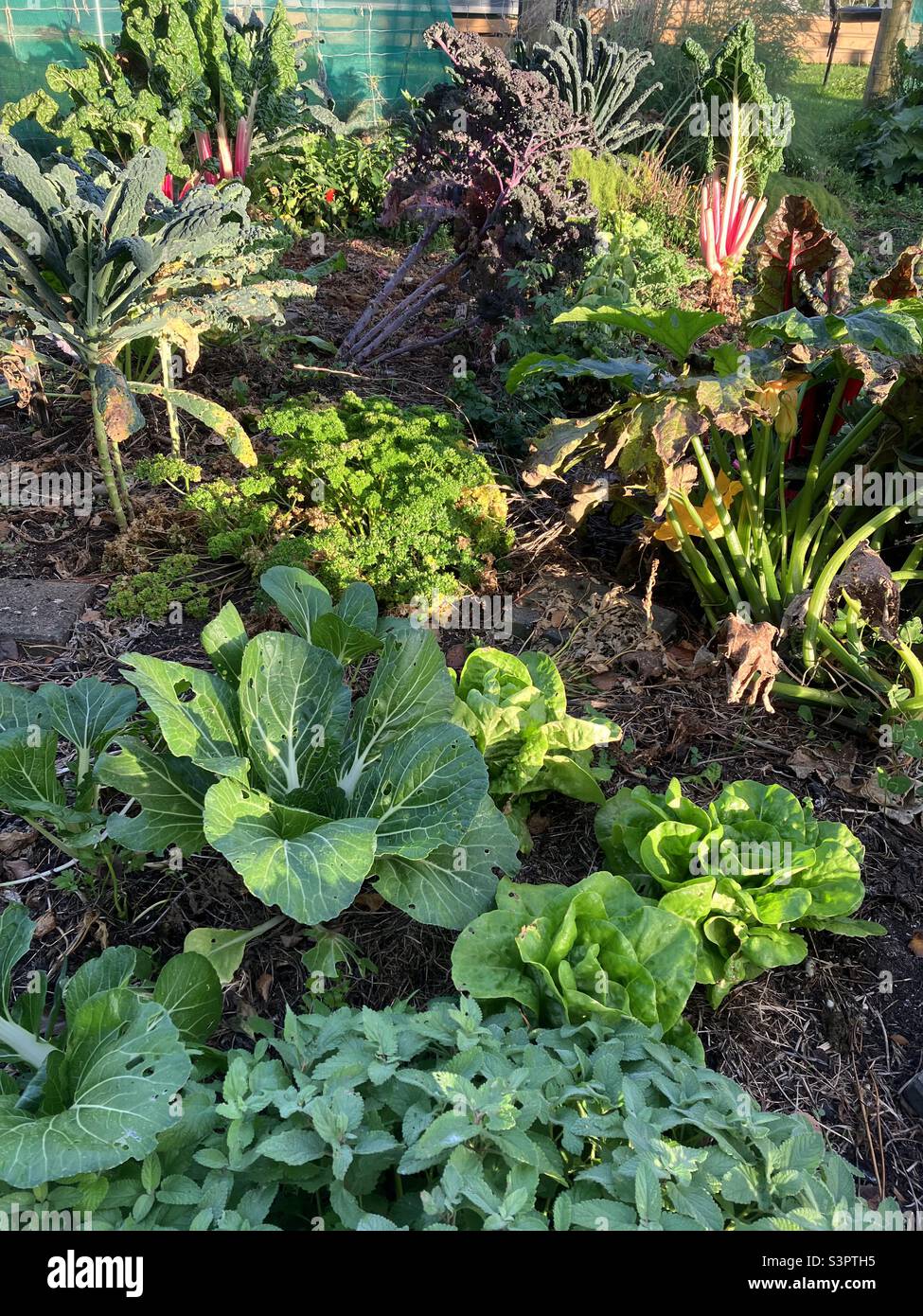 No dig regenerative vegetable garden Stock Photo - Alamy